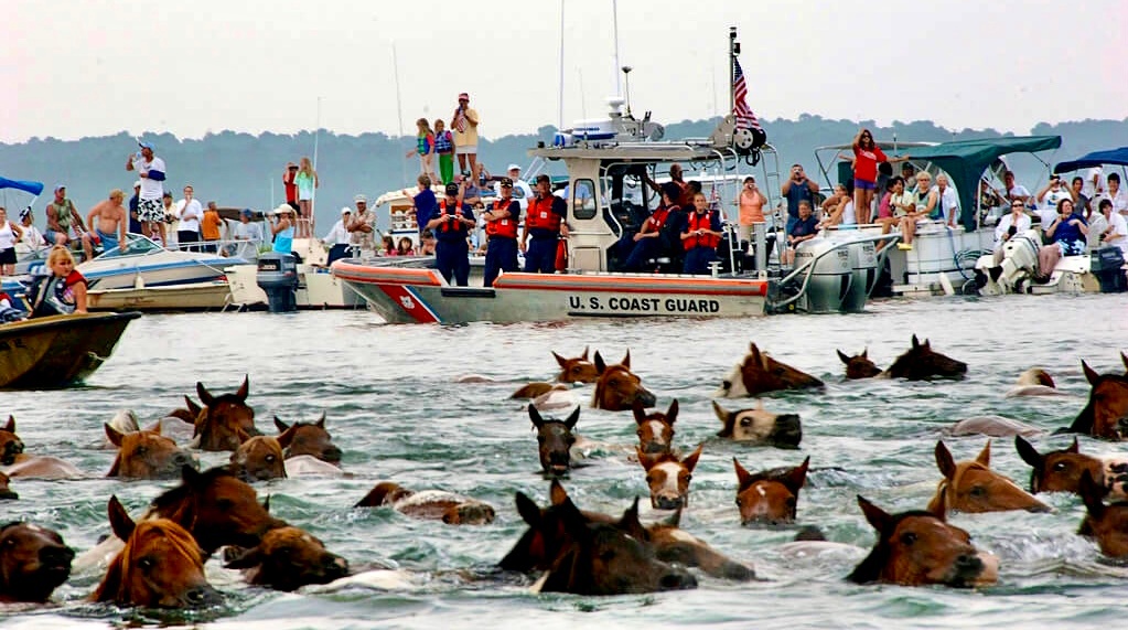 Pony Swim Boat Tours in Chincoteague, VA | Snug Harbor Marina & Resort